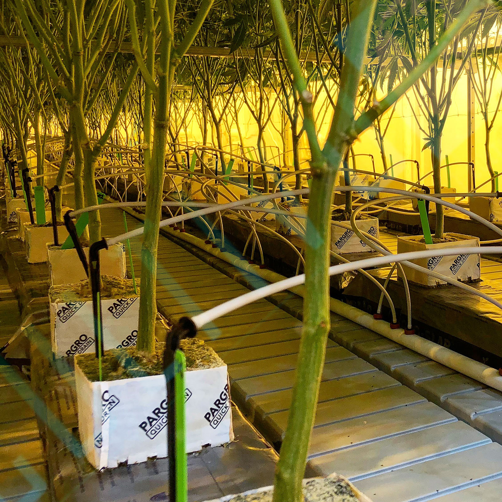 Indoor Cultivation Design - Cultivo, Inc.